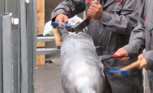 Cable Splicing At The Lazy Q Ranch | Cold Shrink Splices | PILC Splicing