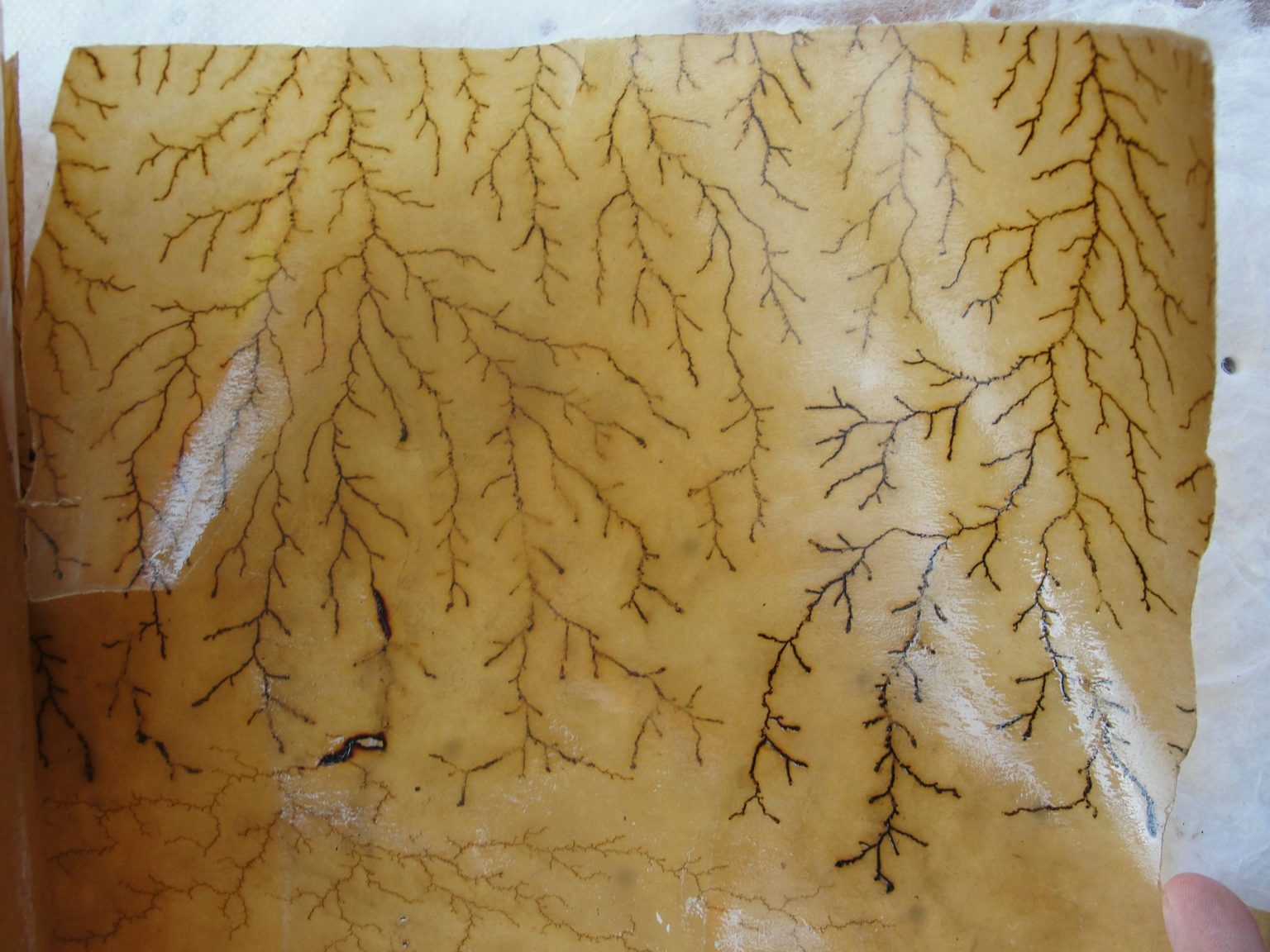 Water Treeing in High Voltage Cables | A 230kV HPPT Termination Repair